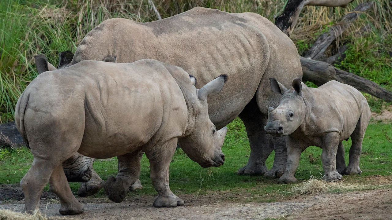 "Mylo" Baby Rhino Joins Kilimanjaro Safaris, Another Baby Rhino Named
