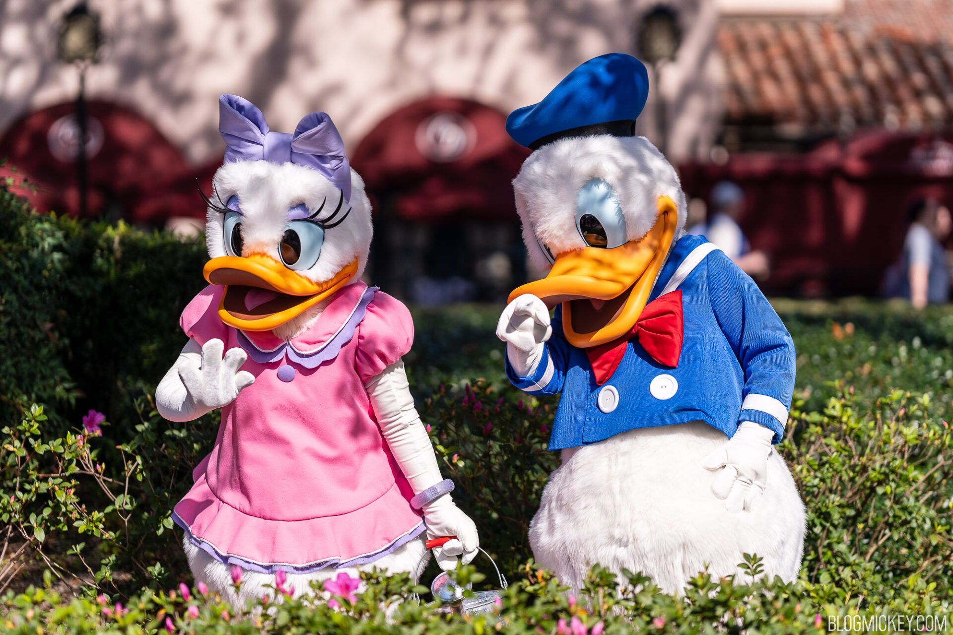 Donald Duck & Daisy Duck Sighting Relocated at Disney's Hollywood Studios