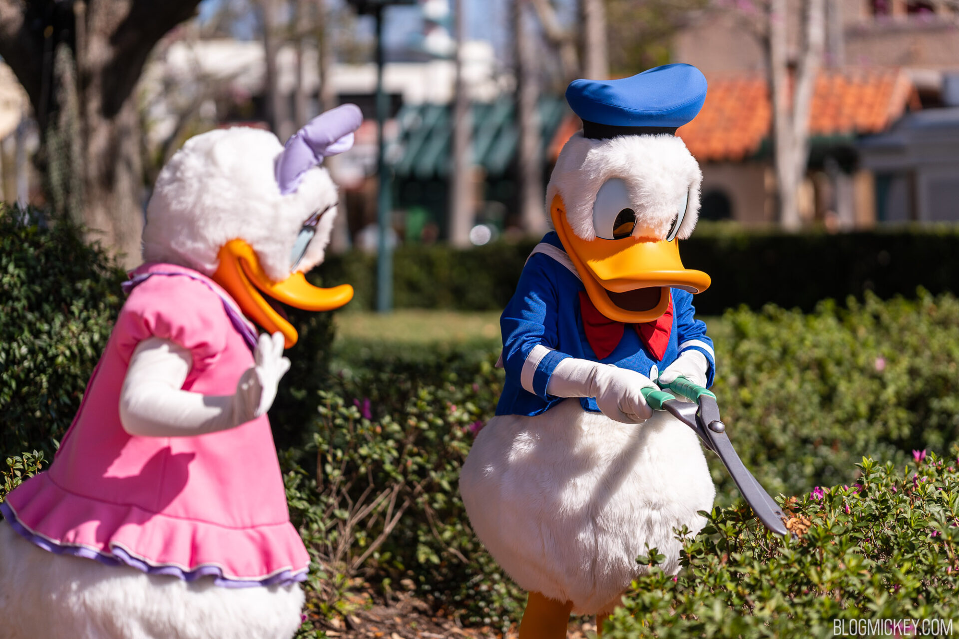 Donald Duck & Daisy Duck Sighting Relocated at Disney's Hollywood Studios