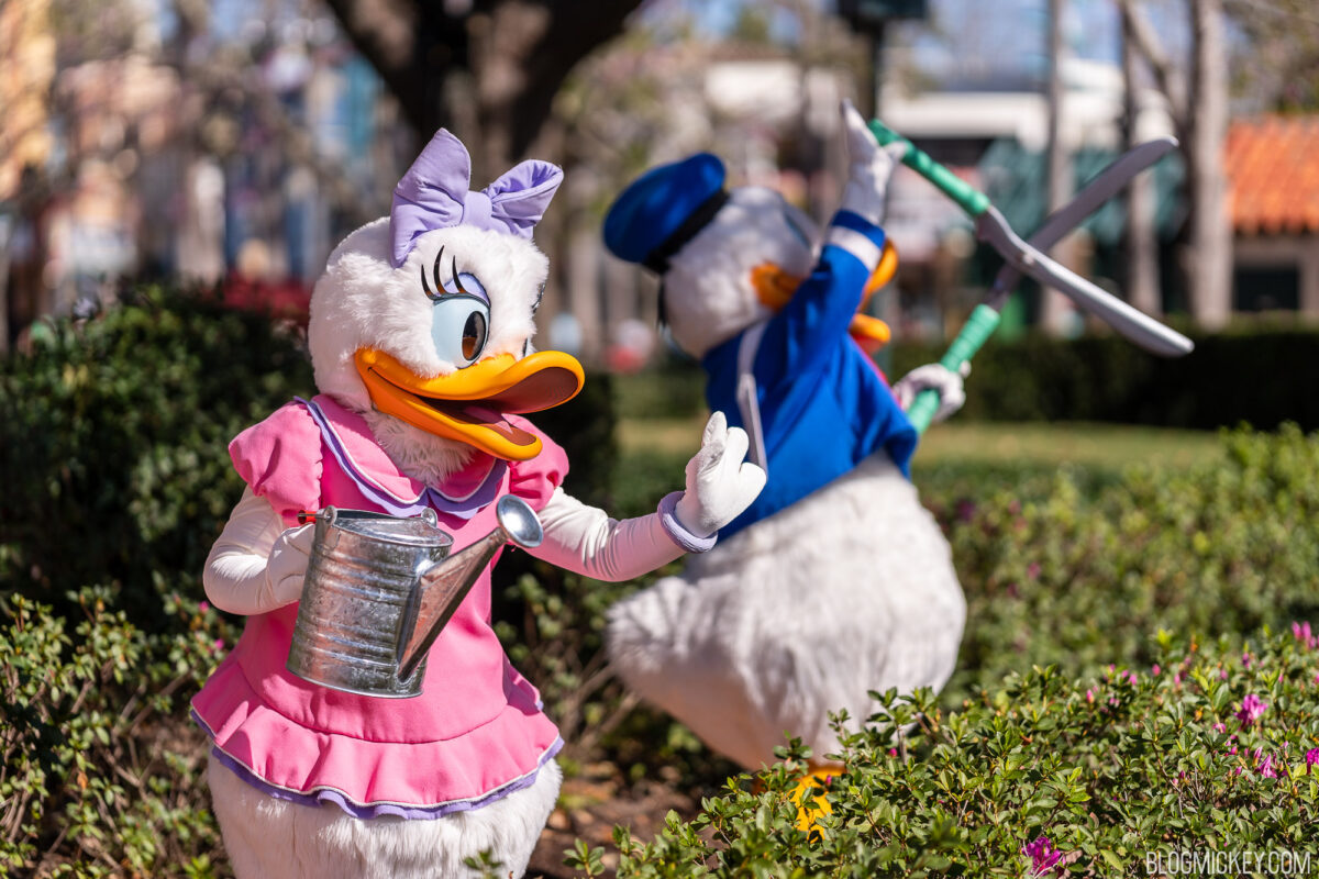 Donald Duck & Daisy Duck Sighting Relocated at Disney's Hollywood Studios