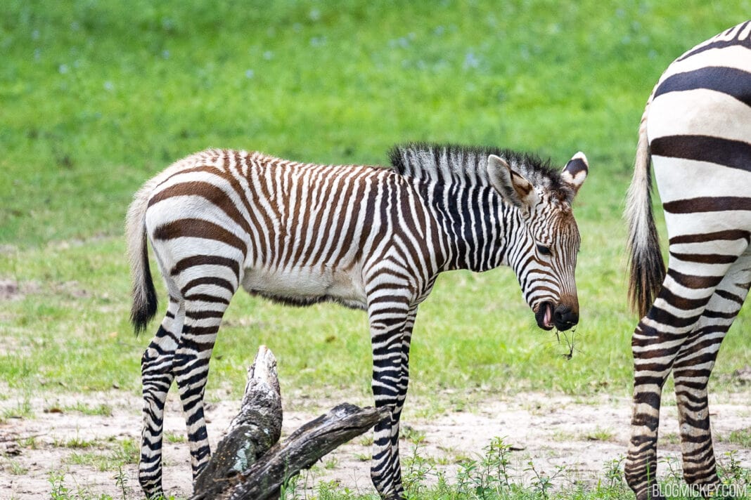 Two Baby Zebras Born at Disney's Animal Kingdom