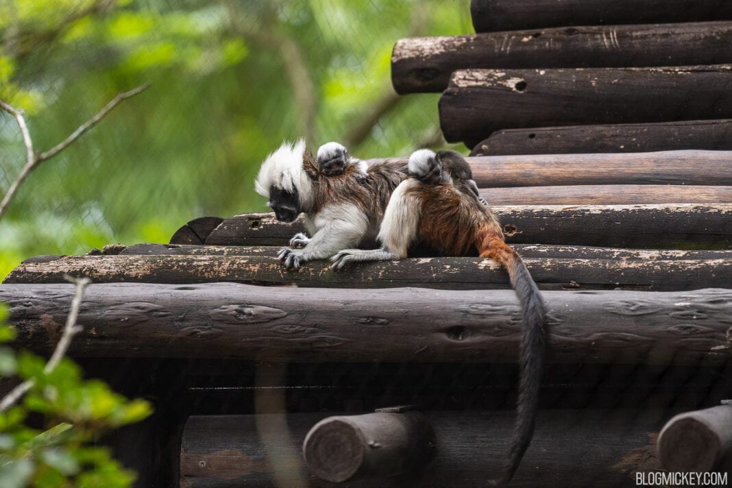 PHOTOS, VIDEO: Adorable, Rare Twin Cotton-Top Tamarins Born at Disney's ...