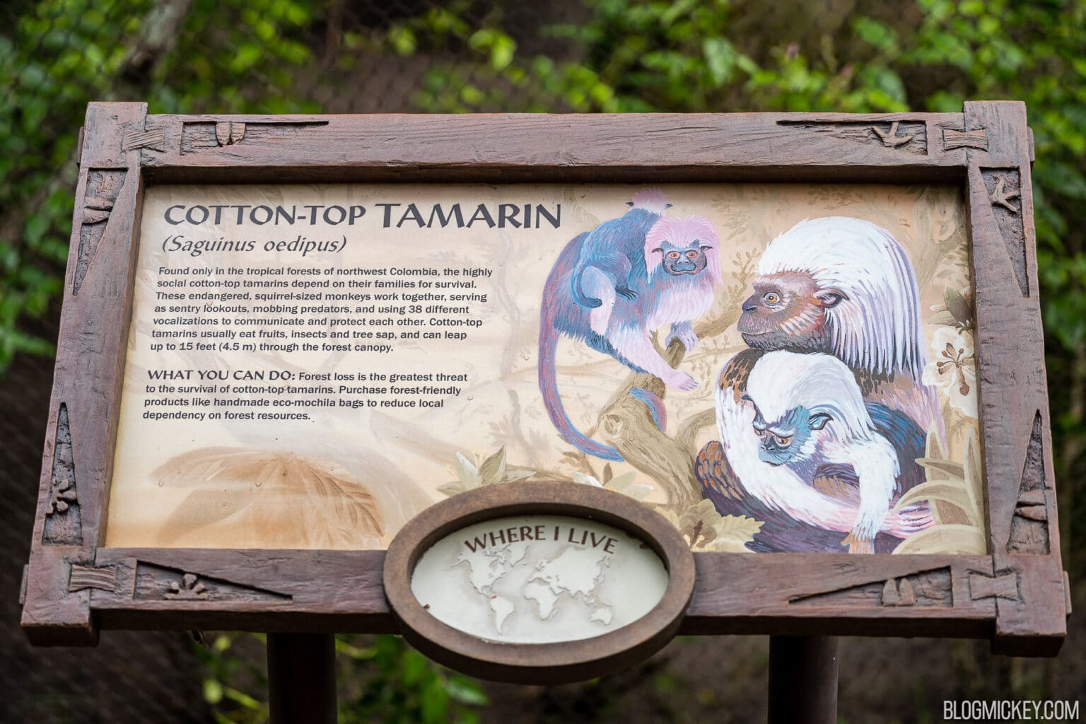 PHOTOS, VIDEO: Adorable, Rare Twin Cotton-Top Tamarins Born at Disney's ...