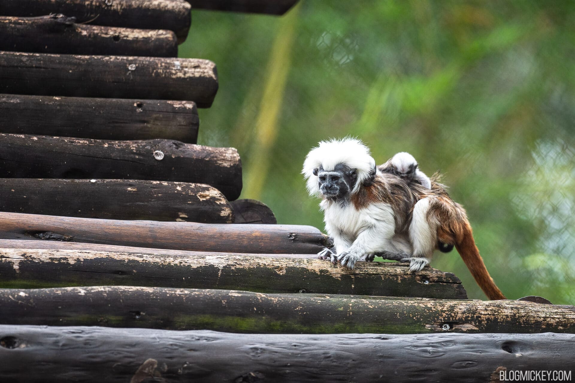 PHOTOS, VIDEO: Adorable, Rare Twin Cotton-Top Tamarins Born at Disney's ...