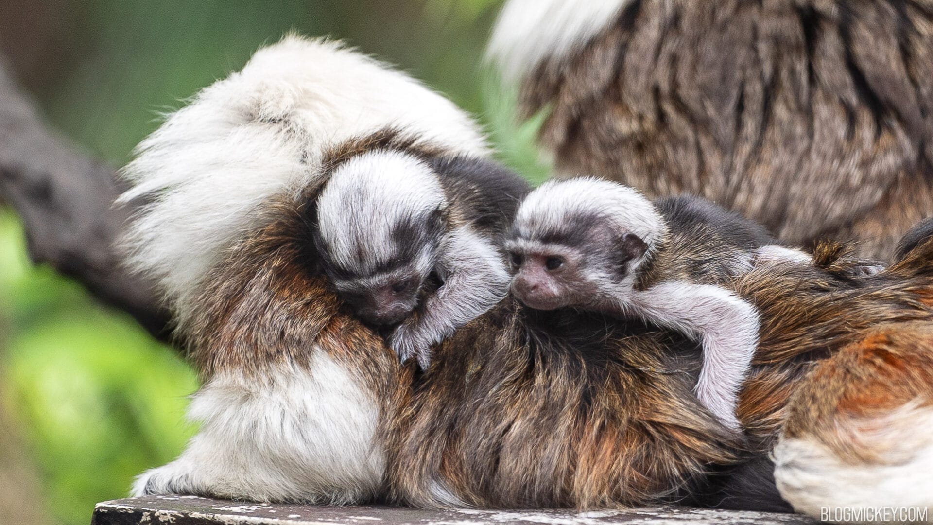 PHOTOS, VIDEO: Adorable, Rare Twin Cotton-Top Tamarins Born at Disney's Animal Kingdom