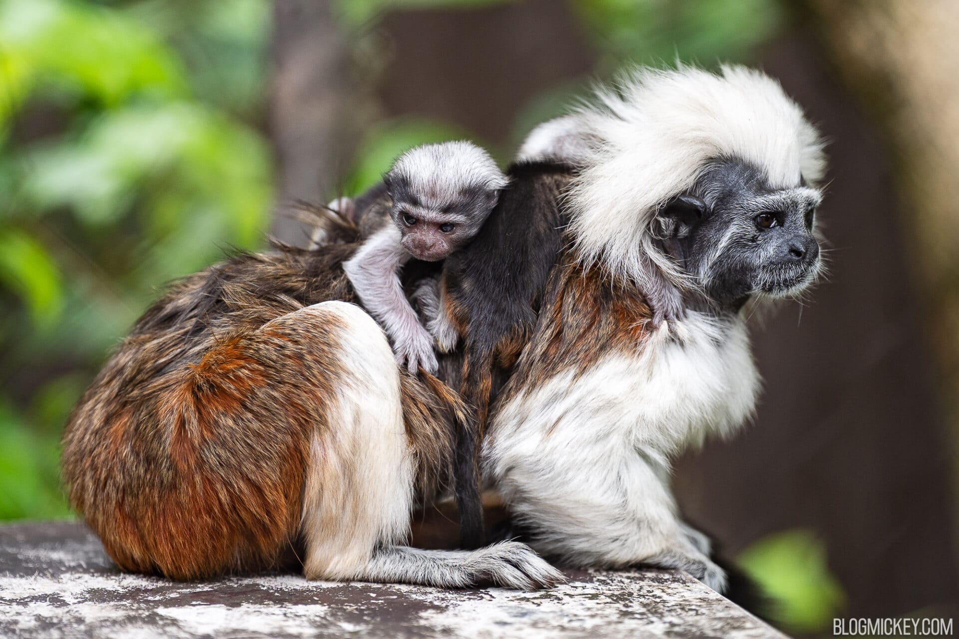 PHOTOS, VIDEO: Adorable, Rare Twin Cotton-Top Tamarins Born at Disney's ...