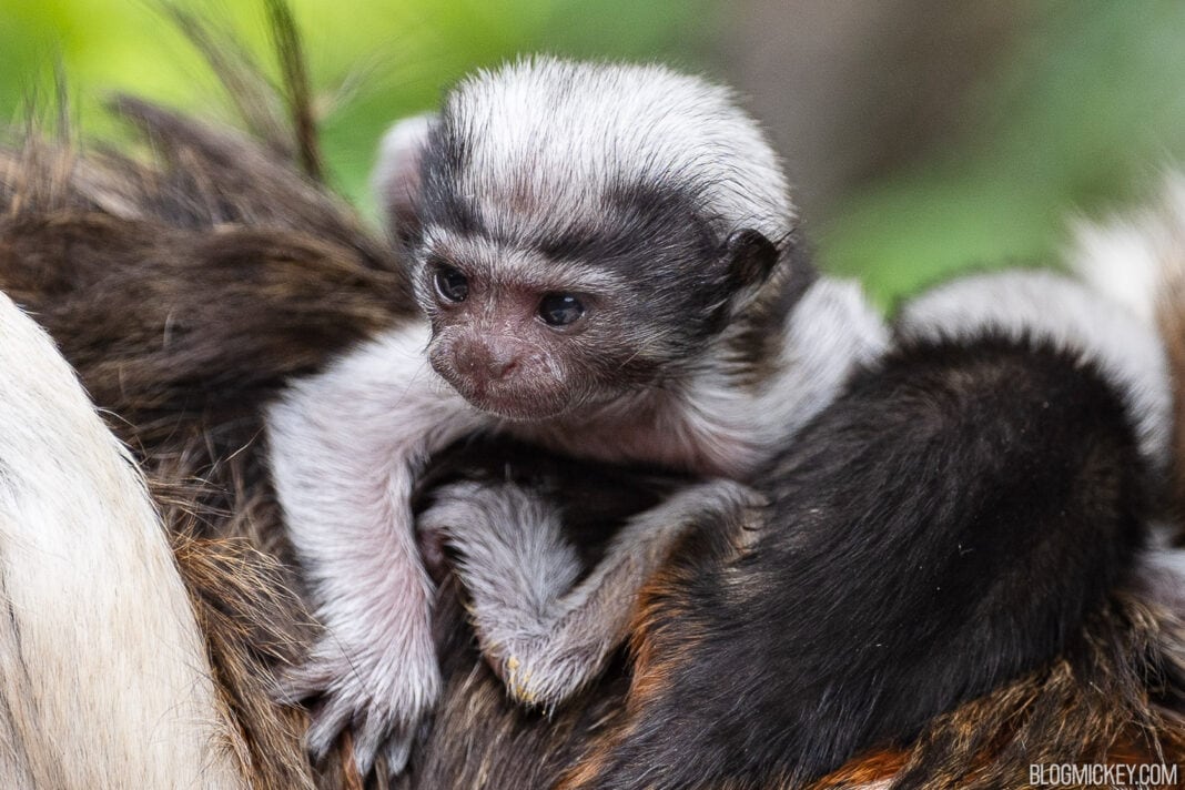 PHOTOS, VIDEO: Adorable, Rare Twin Cotton-Top Tamarins Born at Disney's ...