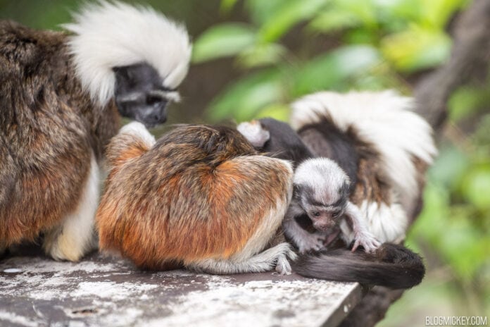 PHOTOS, VIDEO: Adorable, Rare Twin Cotton-Top Tamarins Born at Disney's ...