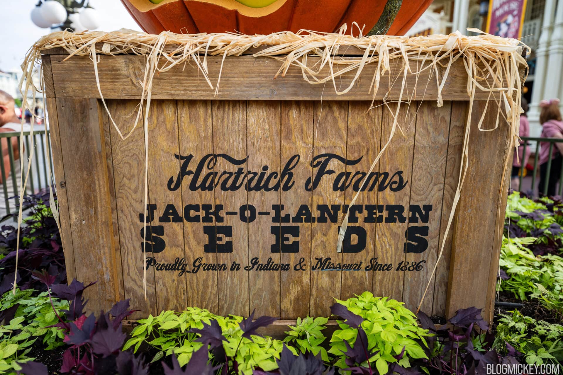 Halloween in July: Magic Kingdom Dresses Up Early for Halloween Season