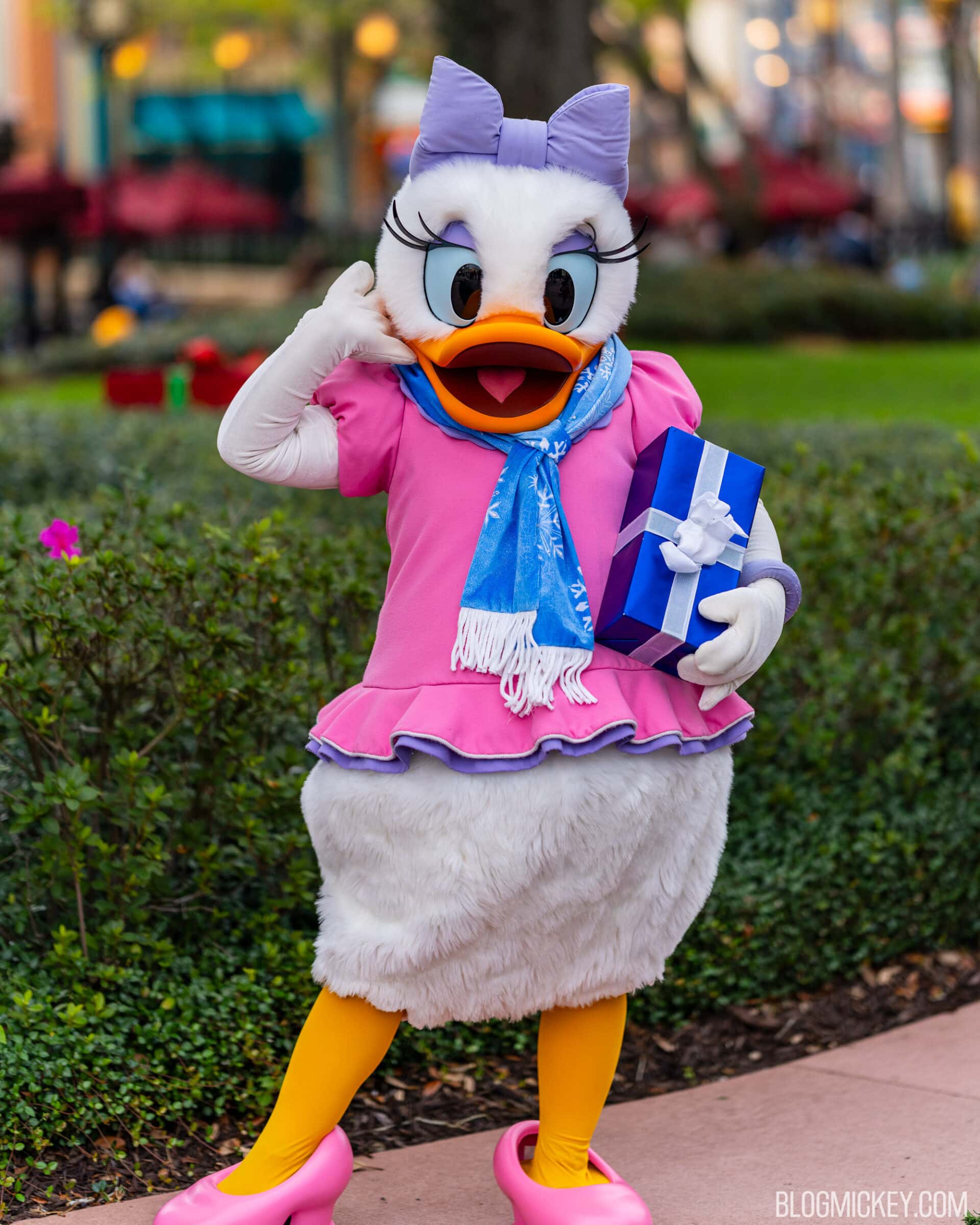 Daisy Duck Joins Donald Duck Meet and Greet at Disney's Hollywood Studios