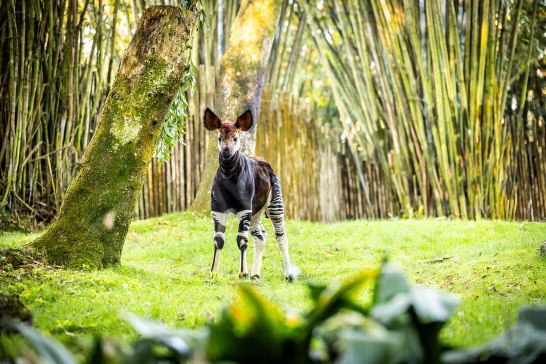Disney World Names Baby Okapi After Cast Member Who Has 50 Years With ...