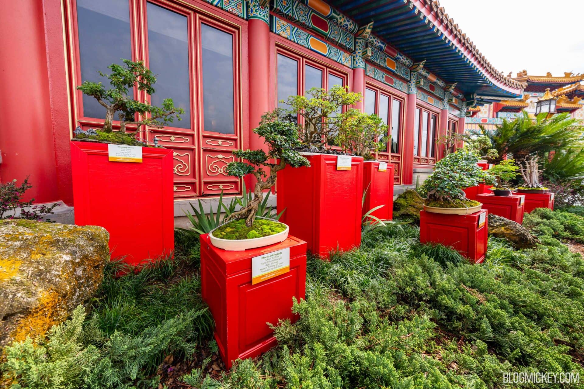NEW China Penjing Garden for 2024 EPCOT Flower & Garden Festival