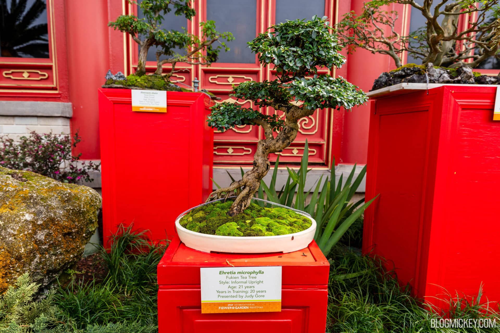 NEW China Penjing Garden for 2024 EPCOT Flower & Garden Festival