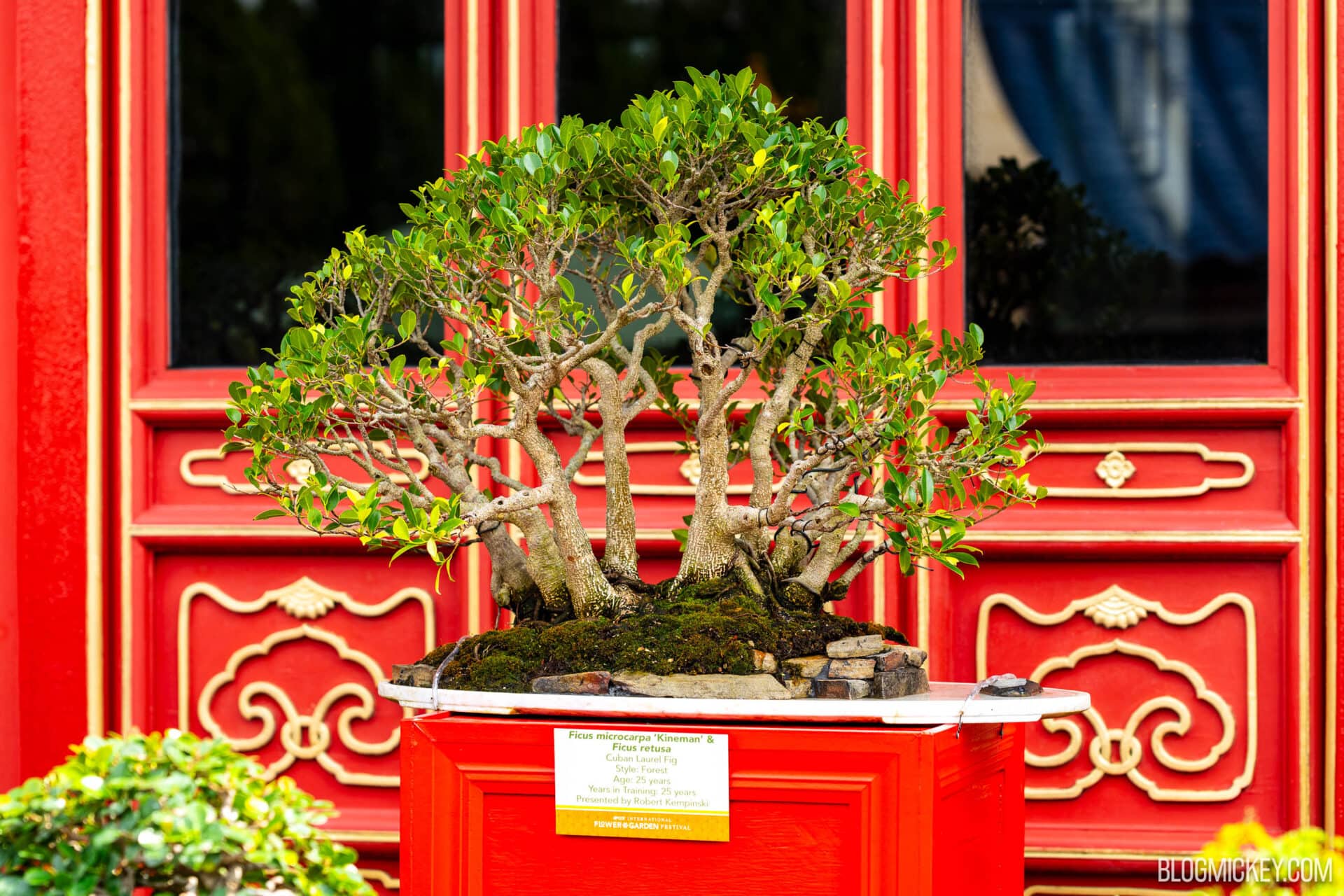 NEW China Penjing Garden for 2024 EPCOT Flower & Garden Festival