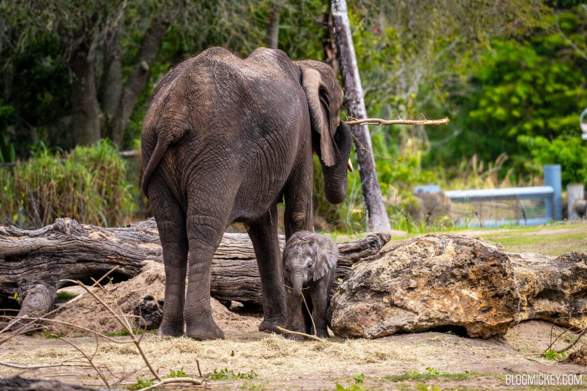 2-Month-Old Baby Elephant Makes Animal Kingdom Debut in Historic First ...