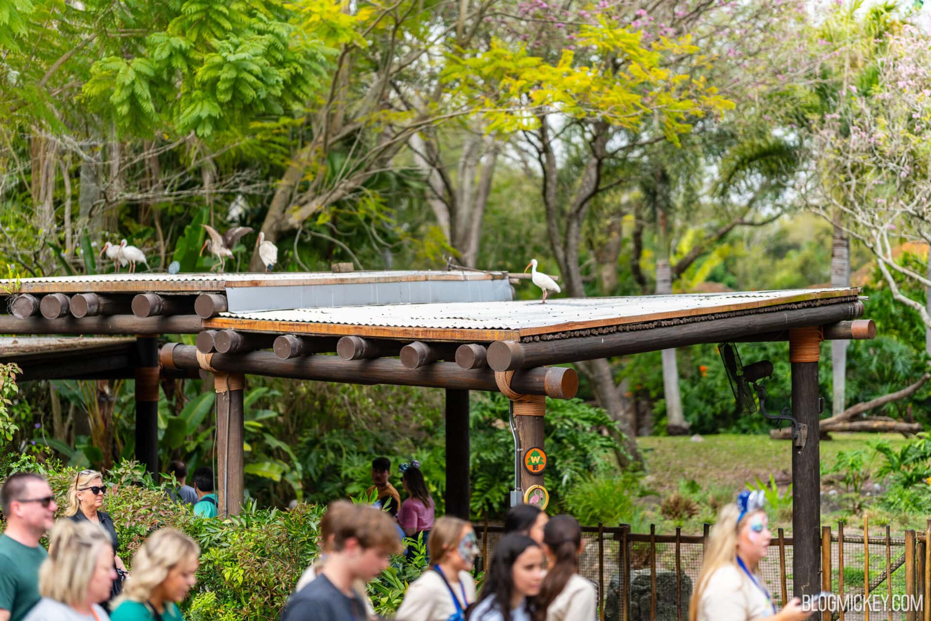 Flamingo Exhibit Reopens at Disney's Animal Kingdom