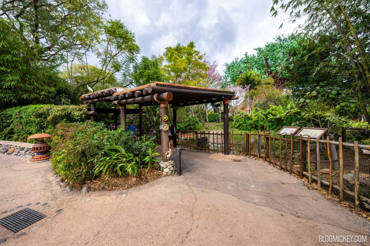 Flamingo Exhibit Reopens at Disney's Animal Kingdom
