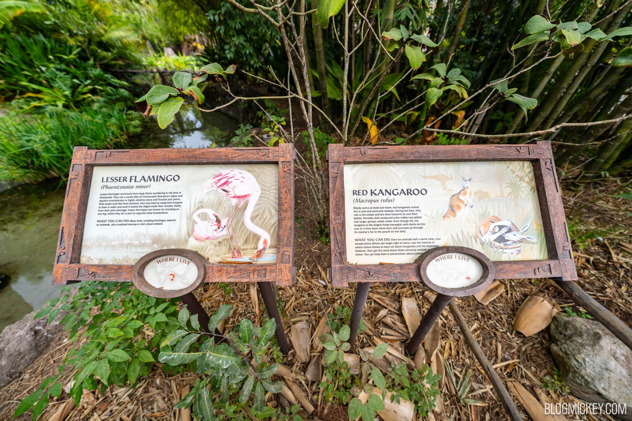 Flamingo Exhibit Reopens at Disney's Animal Kingdom