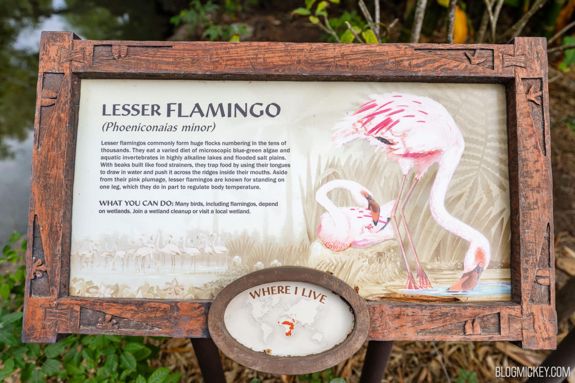 Flamingo Exhibit Reopens at Disney's Animal Kingdom