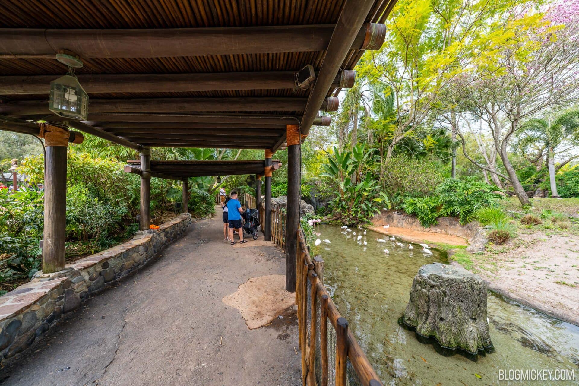 Flamingo Exhibit Reopens at Disney's Animal Kingdom