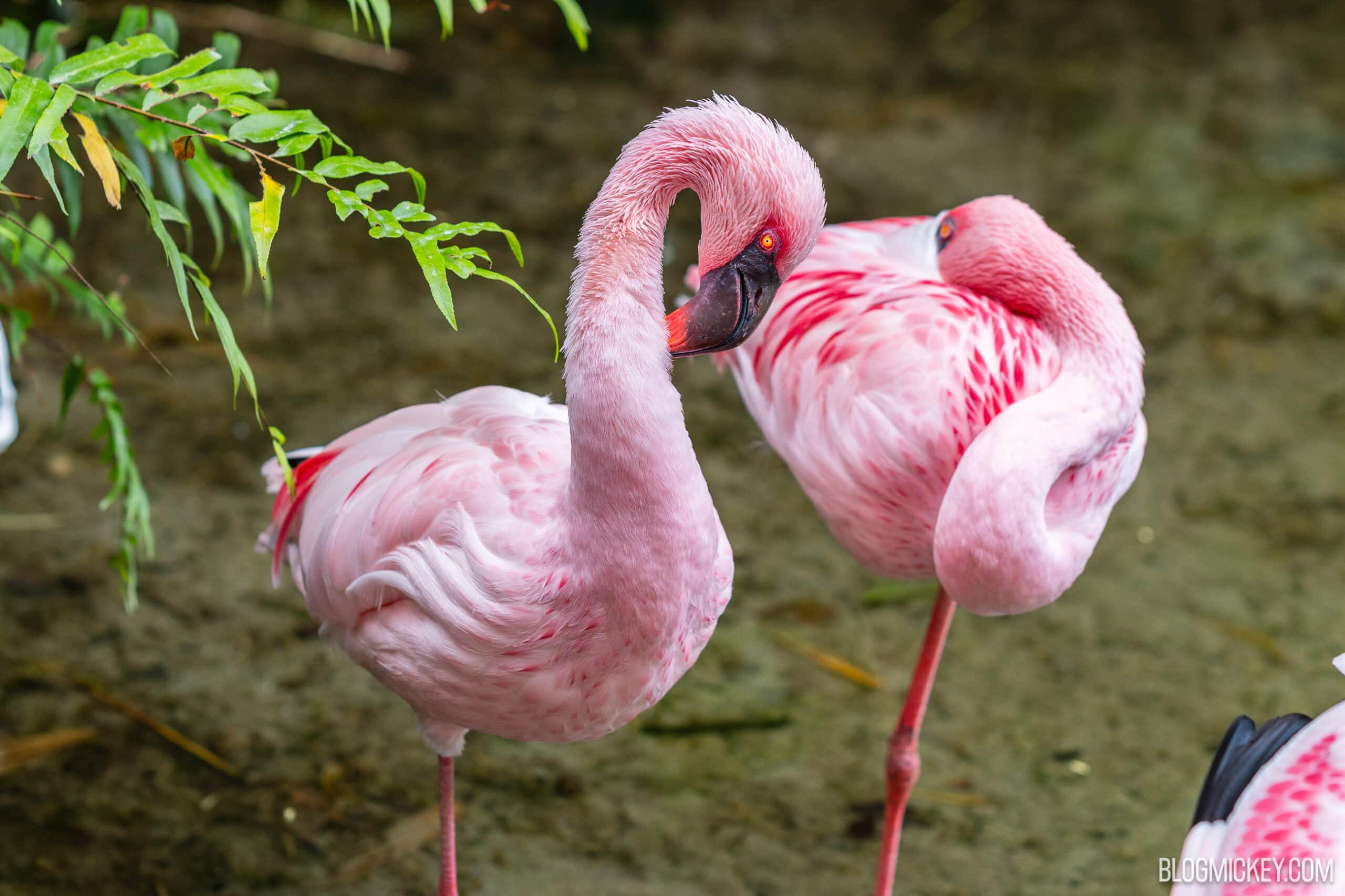 Flamingo Exhibit Reopens at Disney's Animal Kingdom