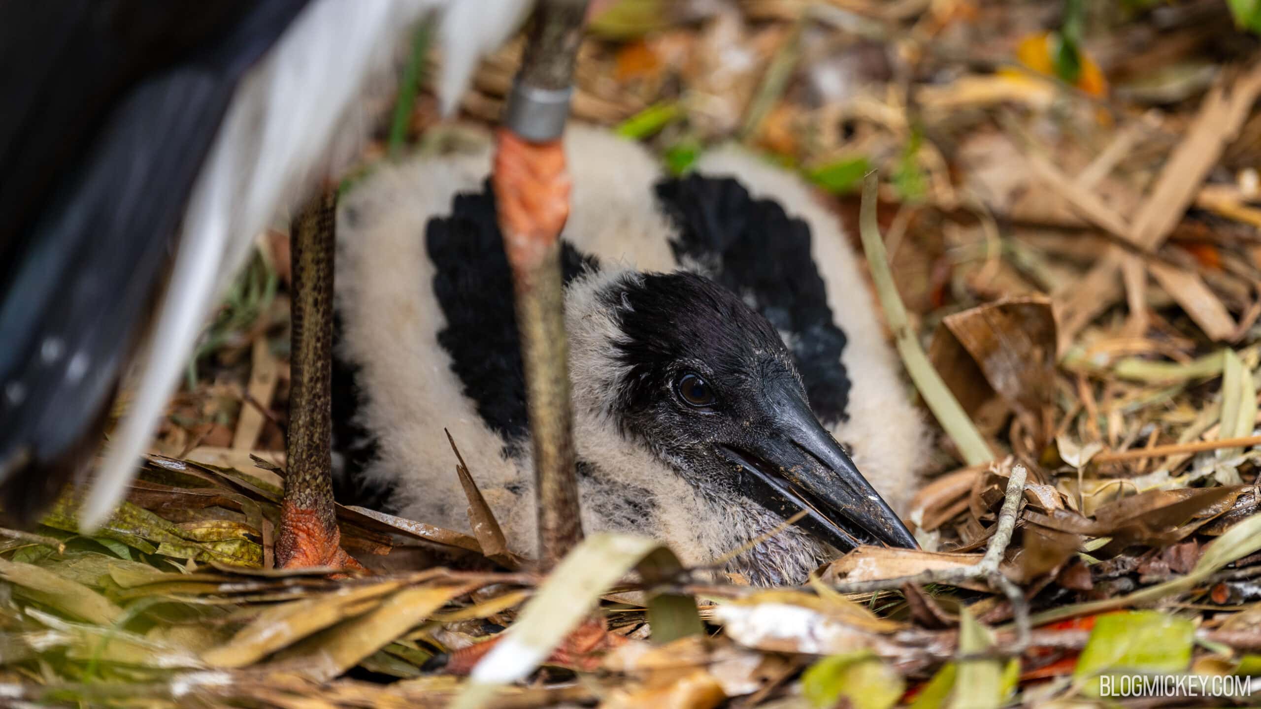 Abdim’s Stork Born at Disney's Animal Kingdom