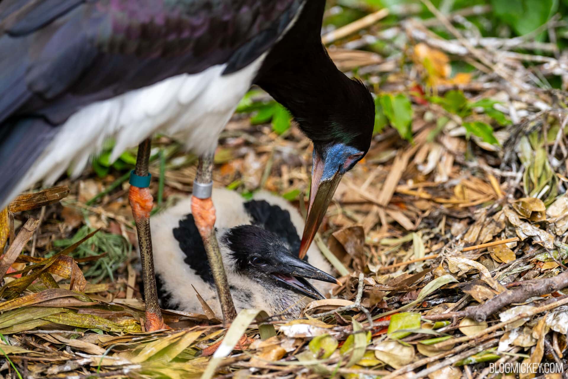 Abdim’s Stork Born at Disney's Animal Kingdom