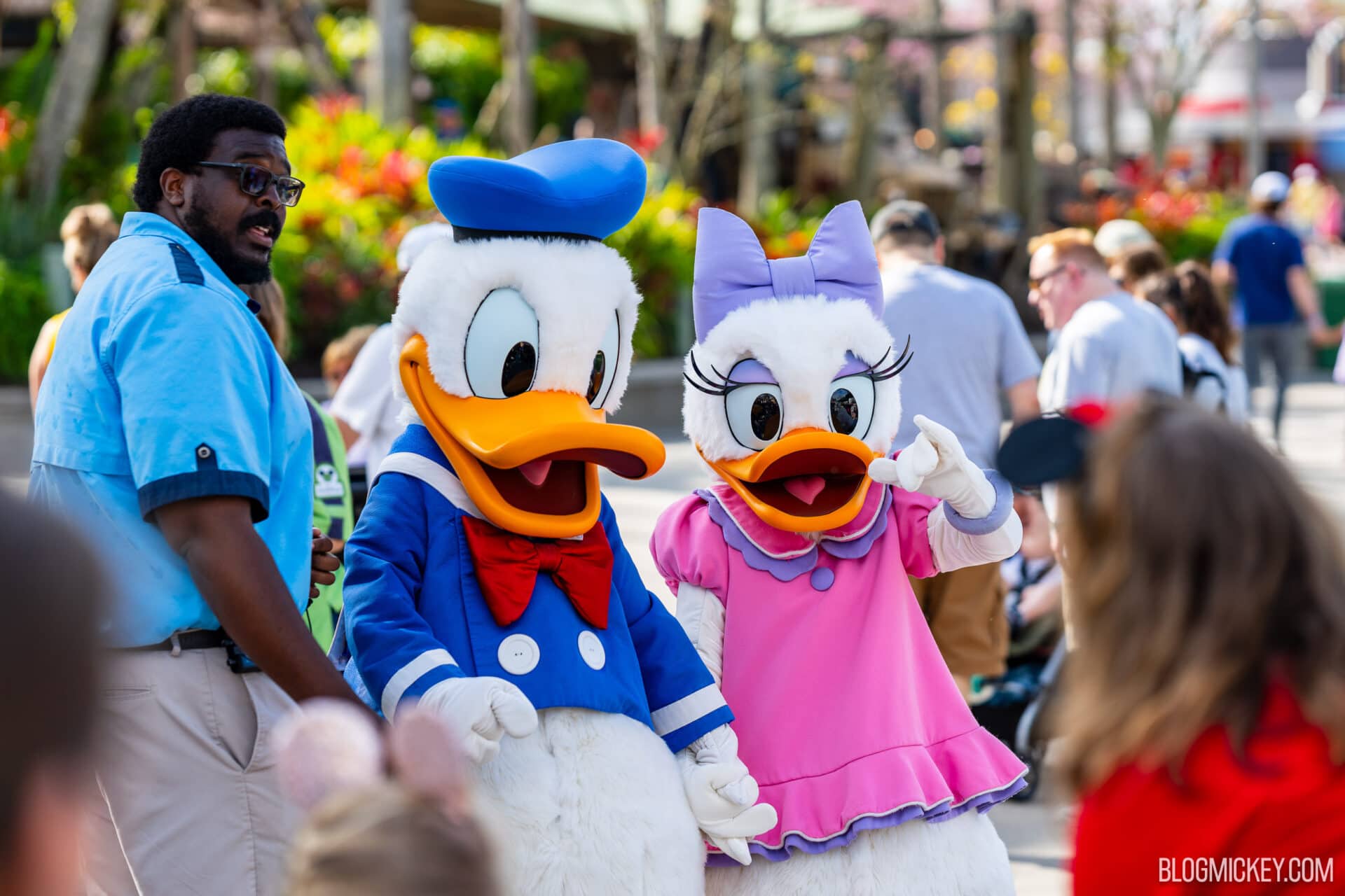 Daisy Duck Joins Donald Duck Meet and Greet at Disney's Hollywood Studios