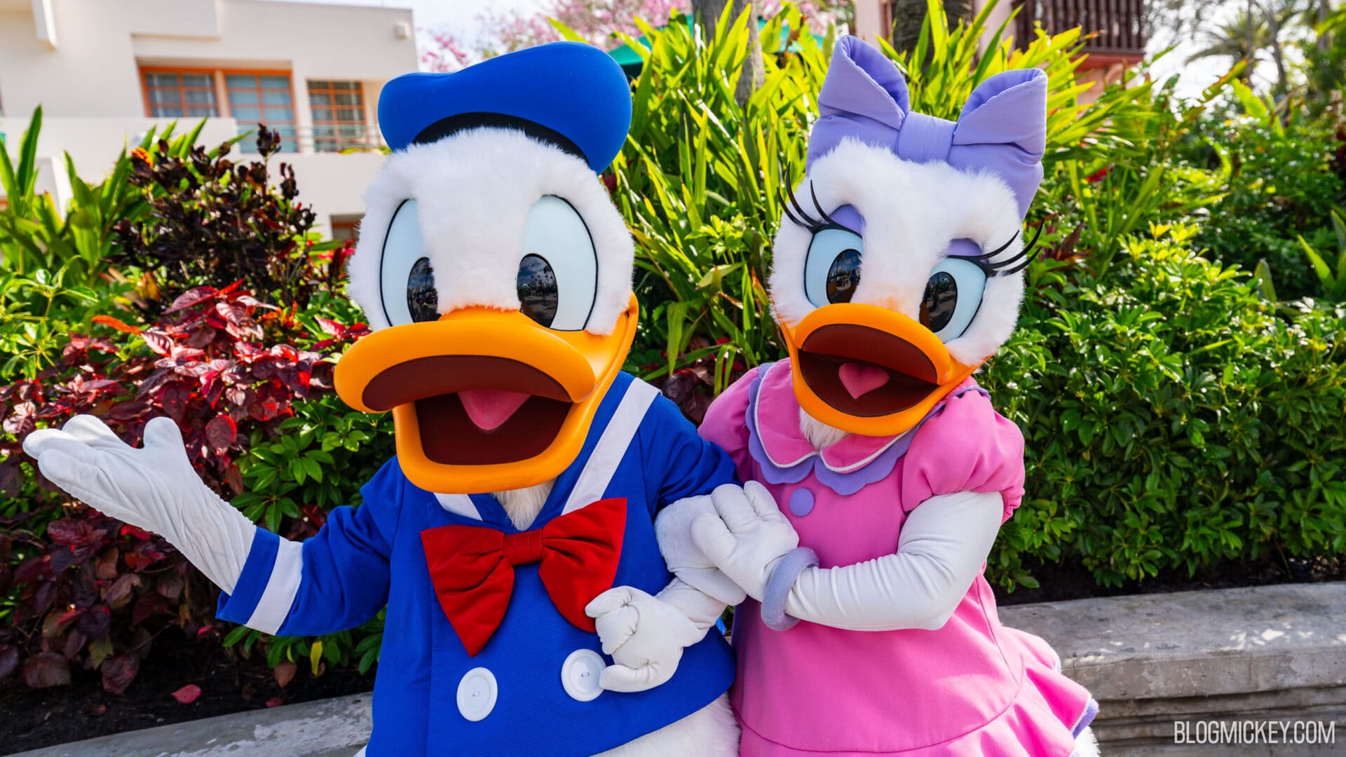 Daisy Duck Joins Donald Duck Meet and Greet at Disney's Hollywood Studios