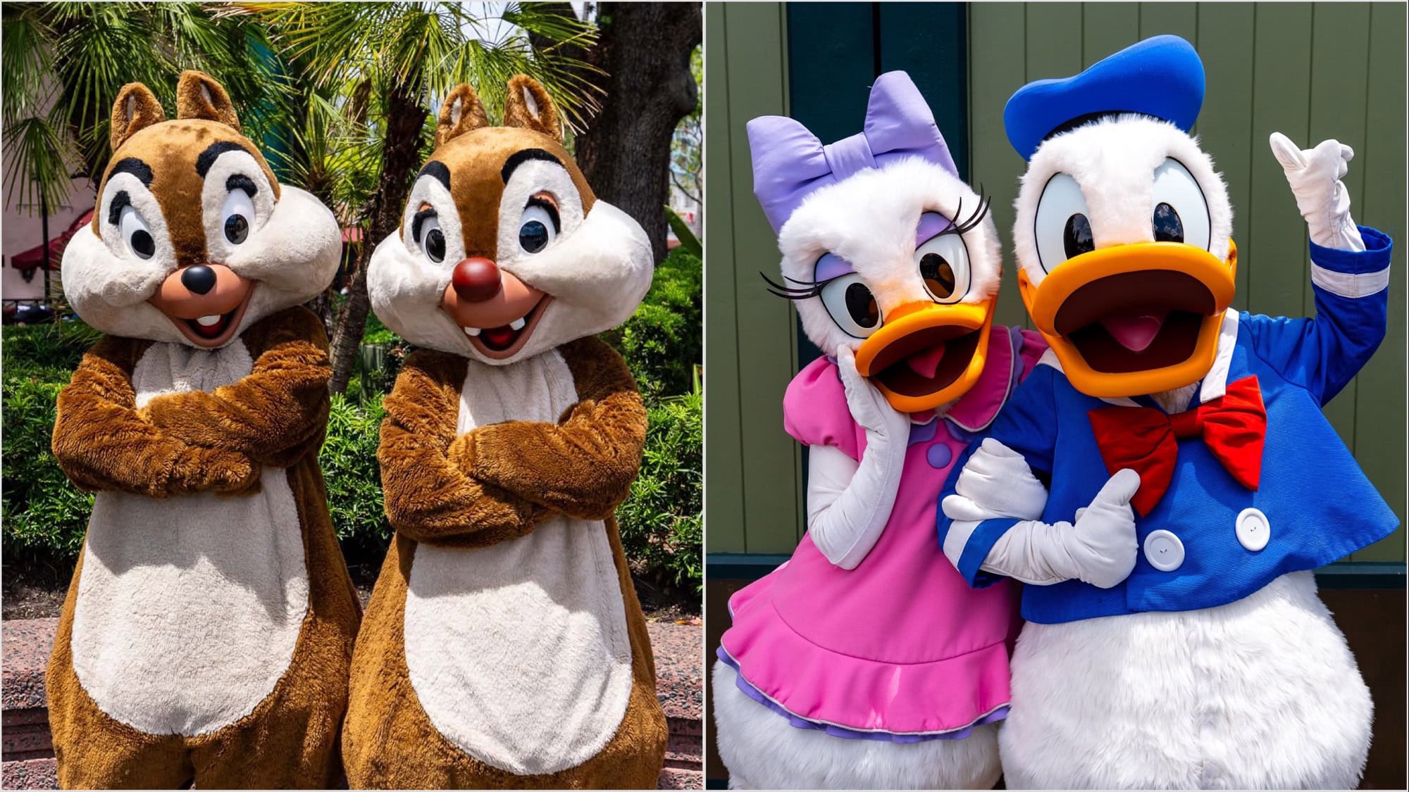 Donald & Daisy, Chip & Dale Meet and Greets Change at Hollywood Studios