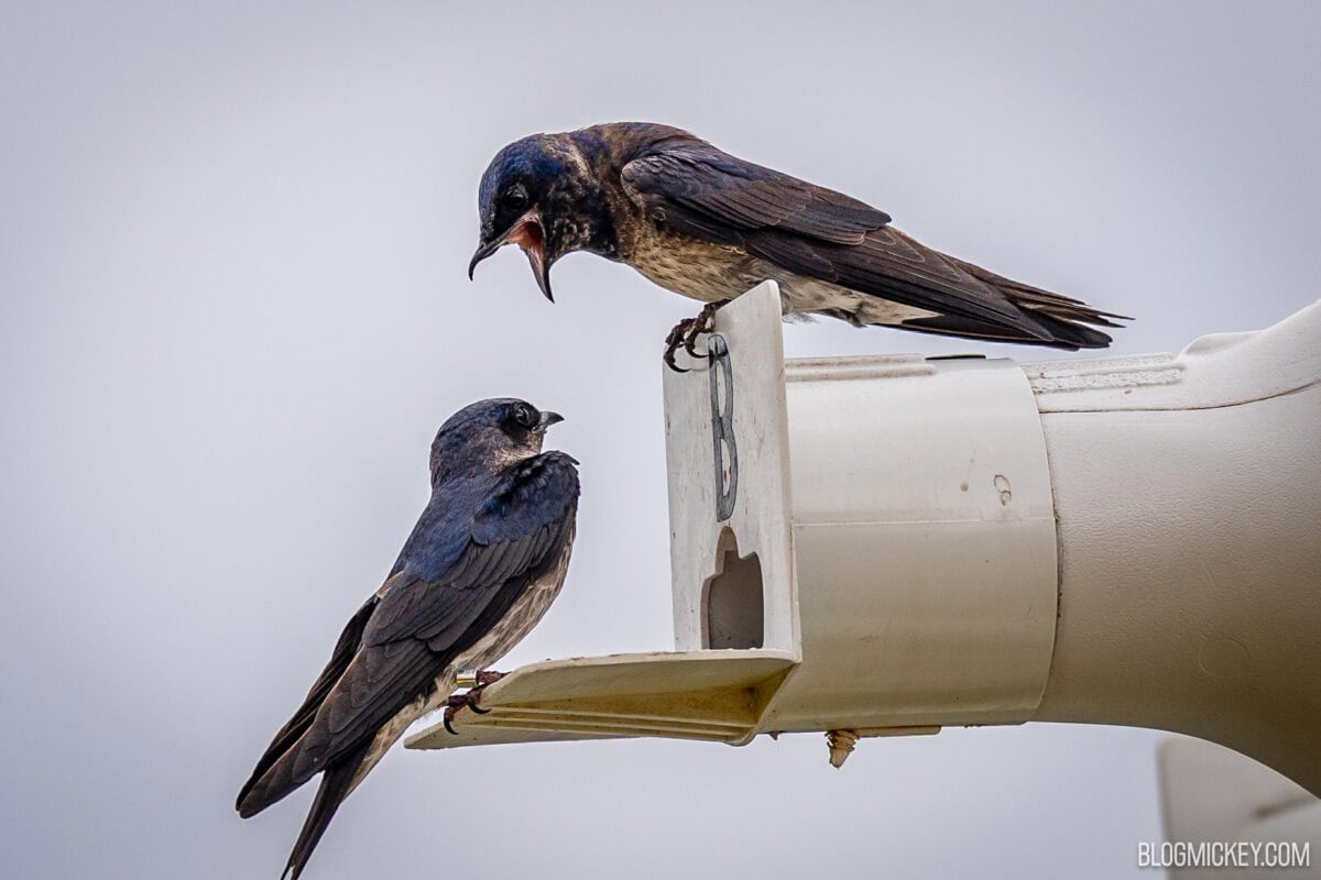 Conservation in Action: Purple Martins at Walt Disney World