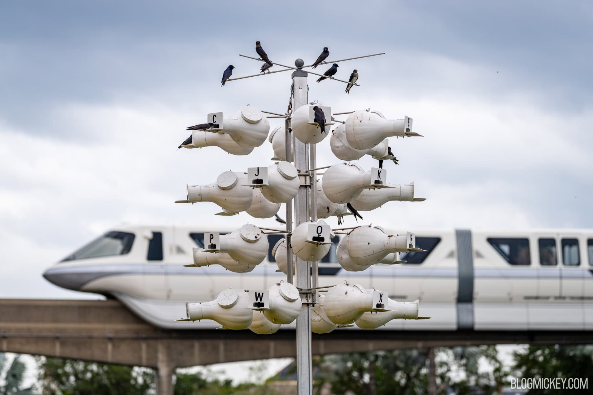 Conservation in Action: Purple Martins at Walt Disney World