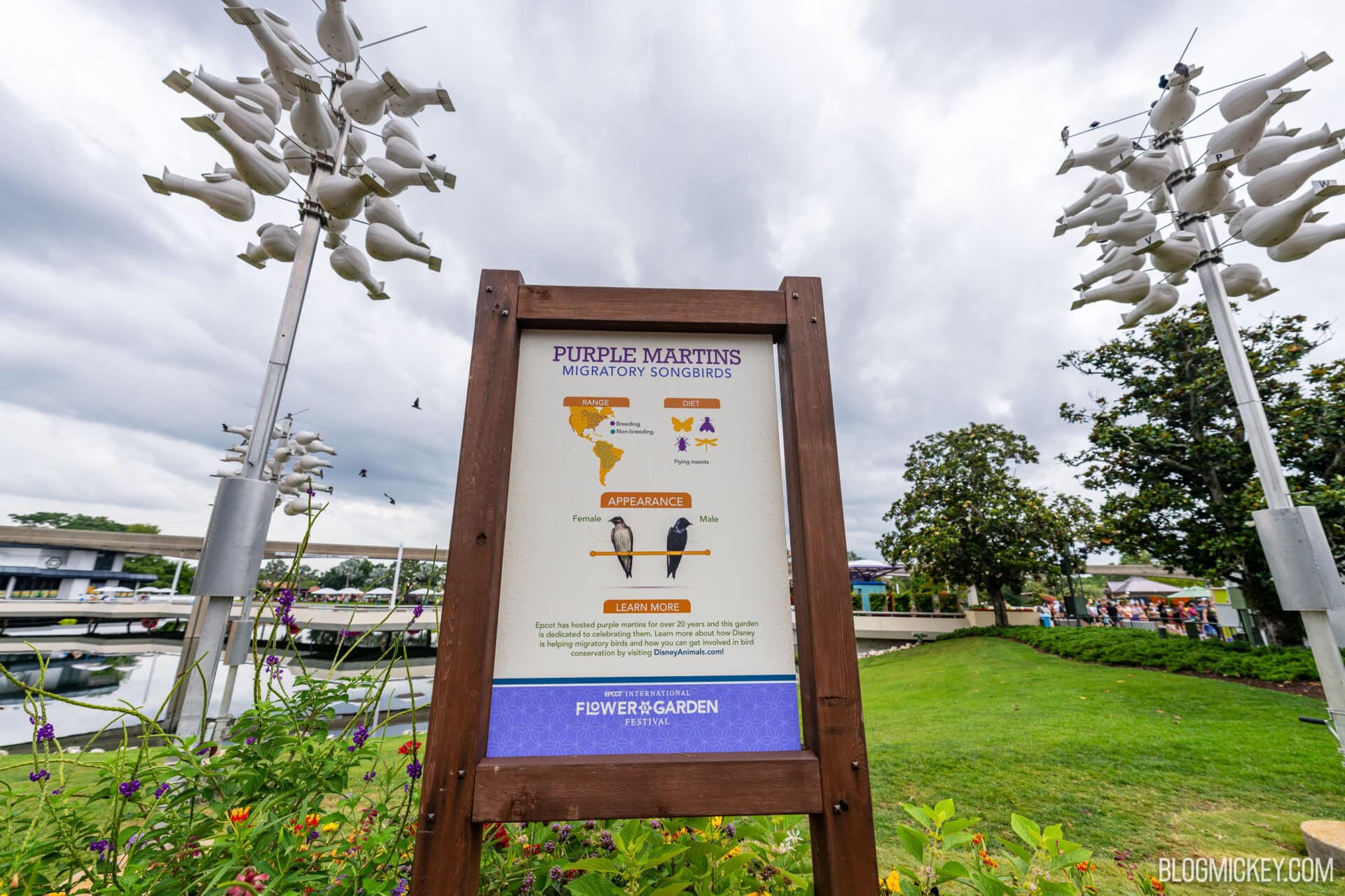 Conservation in Action: Purple Martins at Walt Disney World